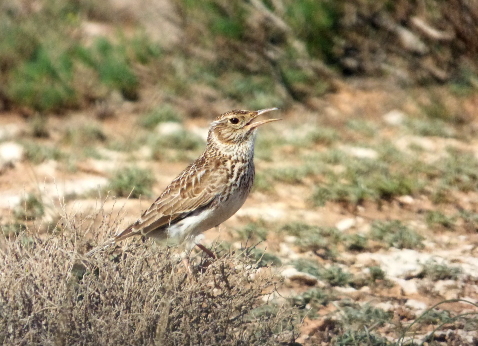 La alondra ricotí: Un esfuerzo por la conservación en Aragón - ATHMOS ...